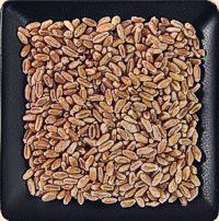 Bulk Grains | Bulk Wheat Berries | Hard Red, Hard White Whole Wheat Grain