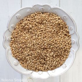 Whole Grain Barley, Hulless, superpail at PHG