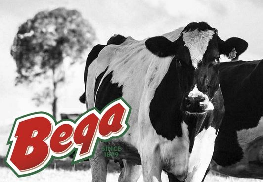 Bega Canned Cheese Cheddar Case or Single Cans Storable Cheese Food