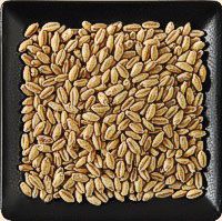 Bulk Grains | Bulk Wheat Berries | Hard Red, Hard White Whole Wheat Grain